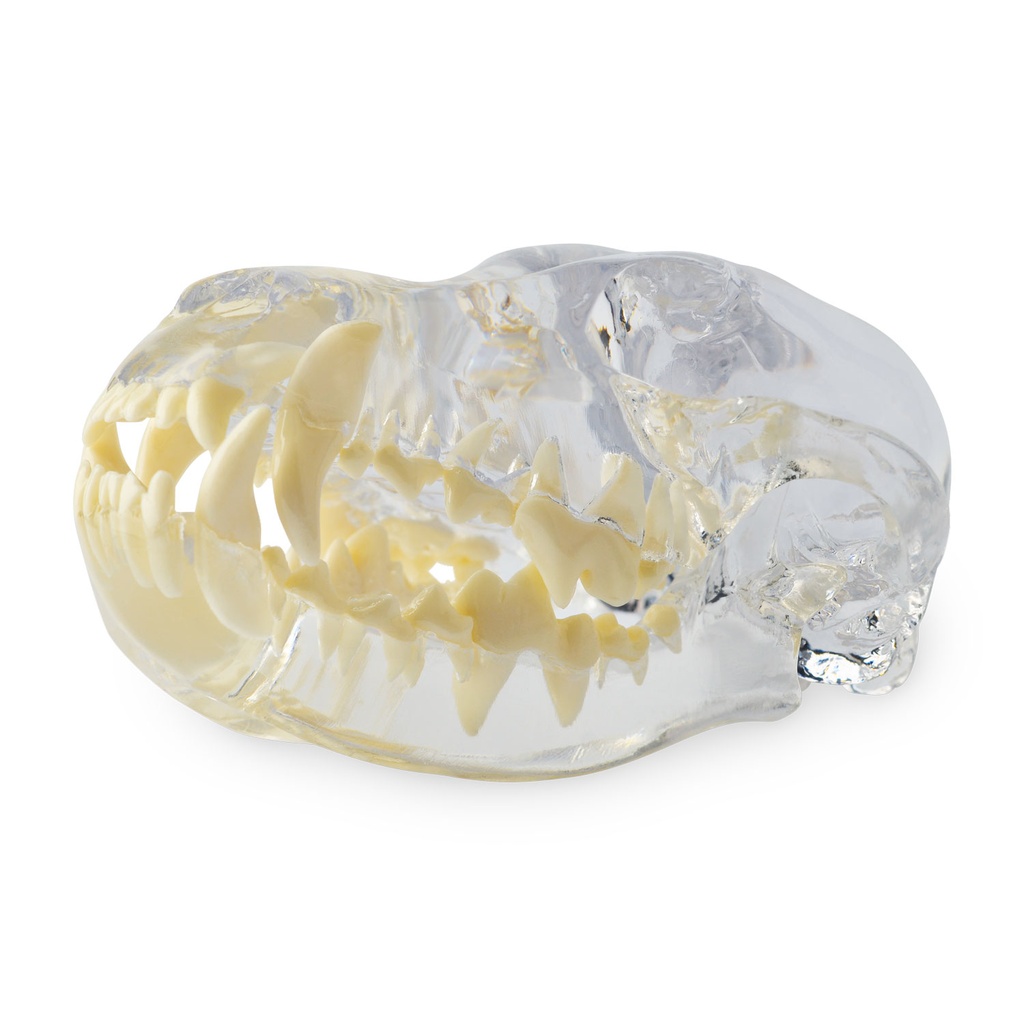 Dental Model - Dog | Eickemeyer Veterinary Equipment Ltd.